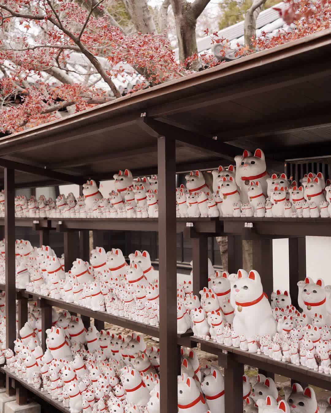 去趣chicTrip｜網頁版 - 世田谷 豪德寺